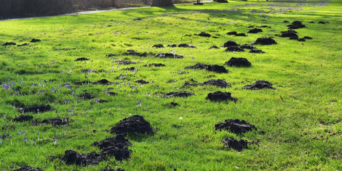 Contact Us: Mole Trappers PDX